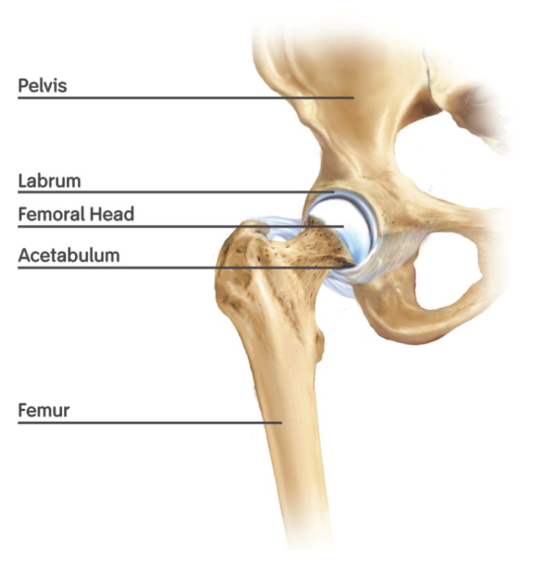 hip impingement – Union Physical Therapy